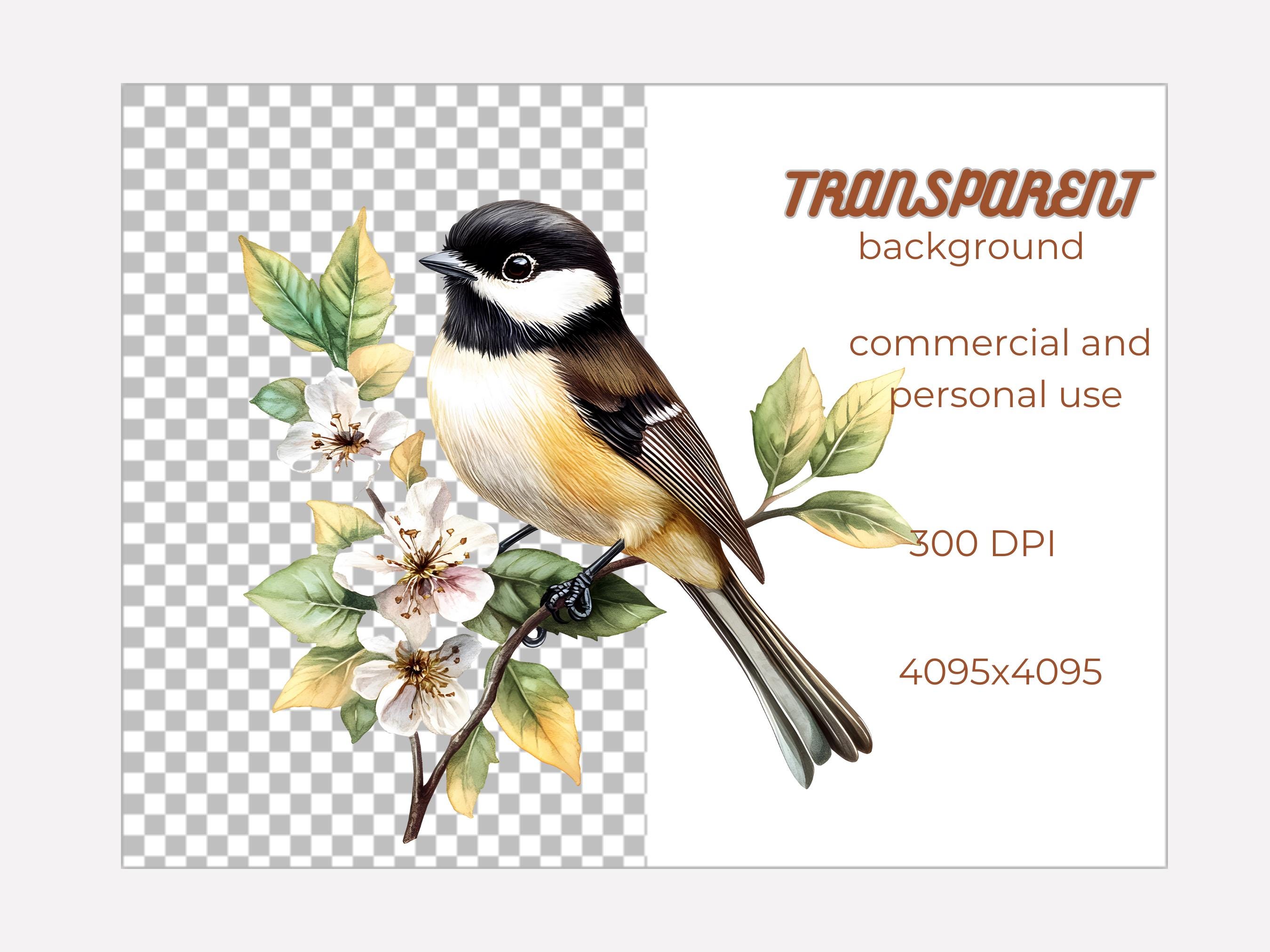 Backyard Bird Clipart Collection, North America Birds Watercolor ...