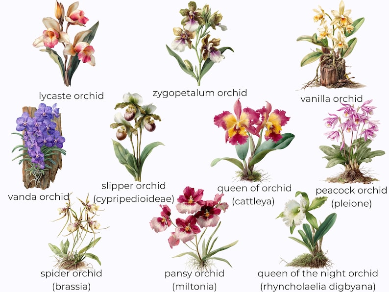 Orchids Clipart Collection, Botanical Orchid 20 PNG, Labeled Orchid ...