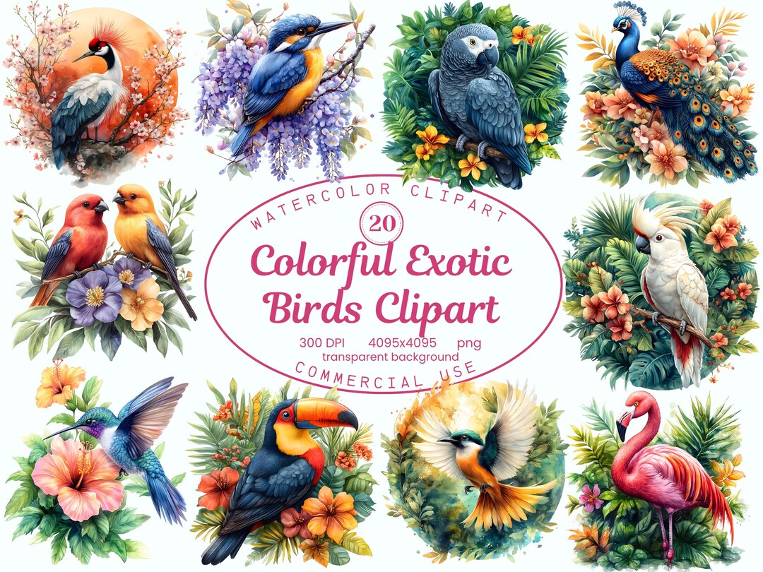 Colorful Exotic Bird Clipart Collection, Paradise Birds Watercolor ...