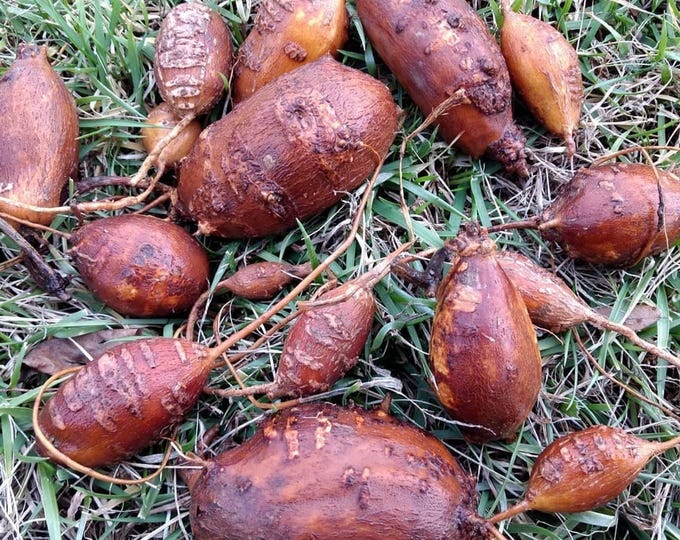 Groundnut - Apios Americana - LSU Improved Variety - Etsy