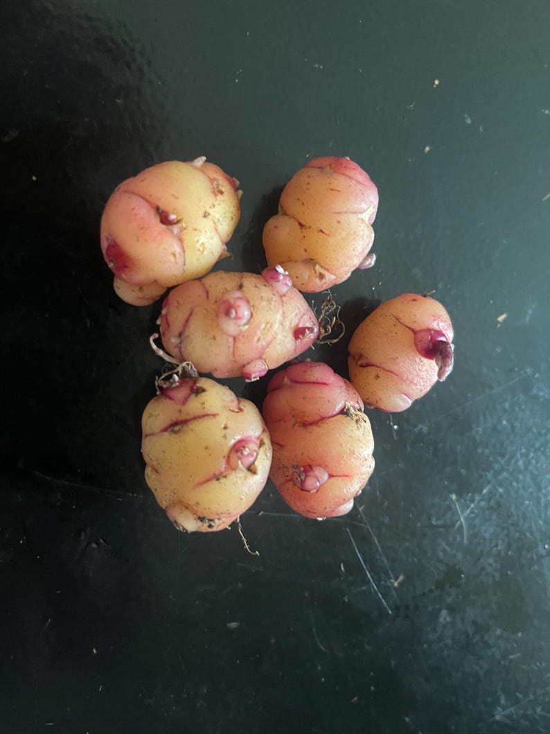 Oca Tubers for Growing. Oxalis Tuberosa. These Ocas Are Ready to Plant ...