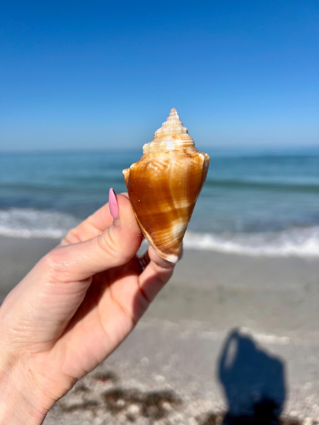 Florida Fighting Conch Shells (qty 15 or 25) + Bonus Shell - Etsy
