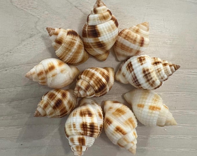 5 Nutmeg Shells + Bonus Shell - Etsy