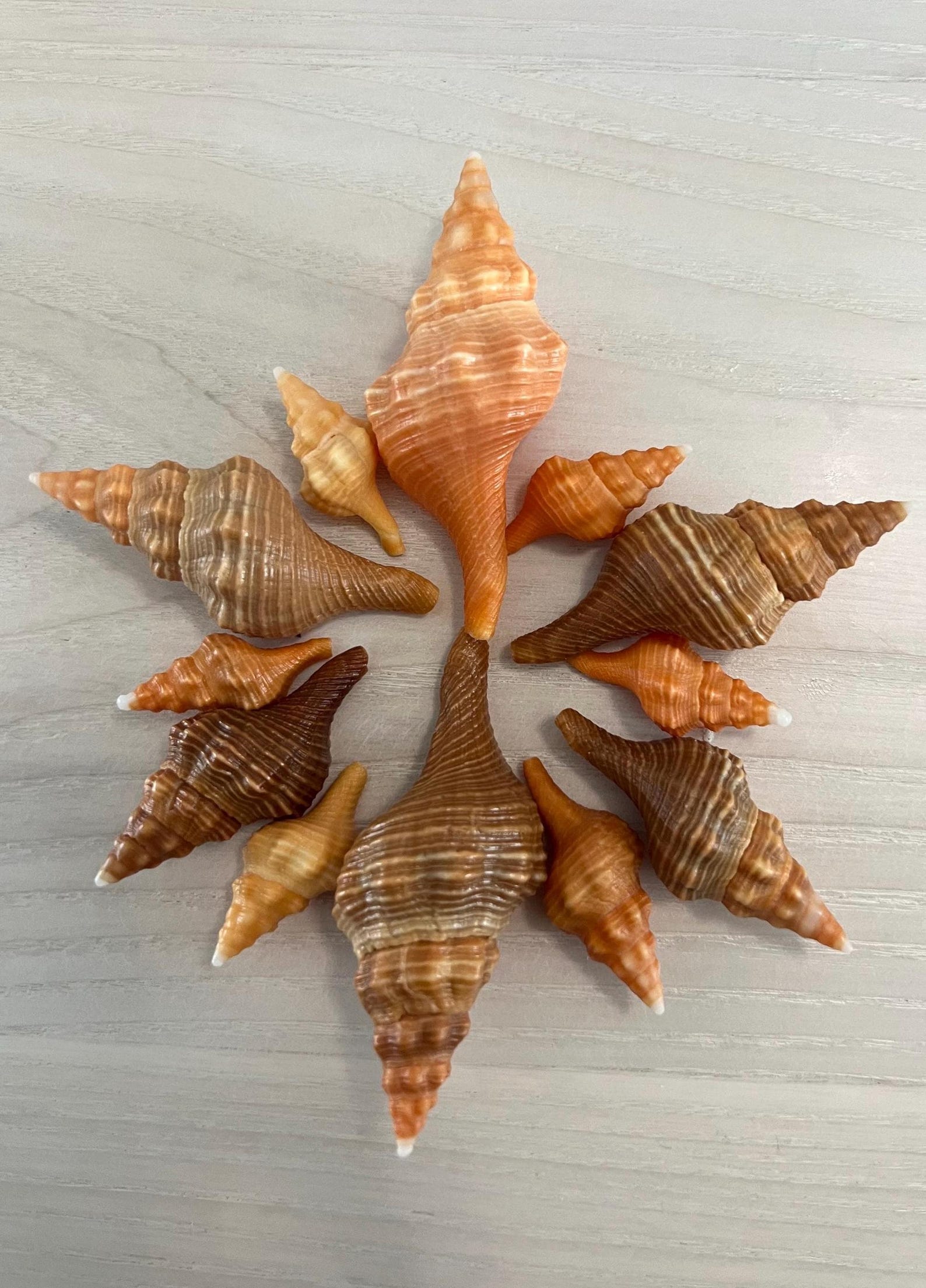 Horse Conch Shell + Bonus Shell - Etsy