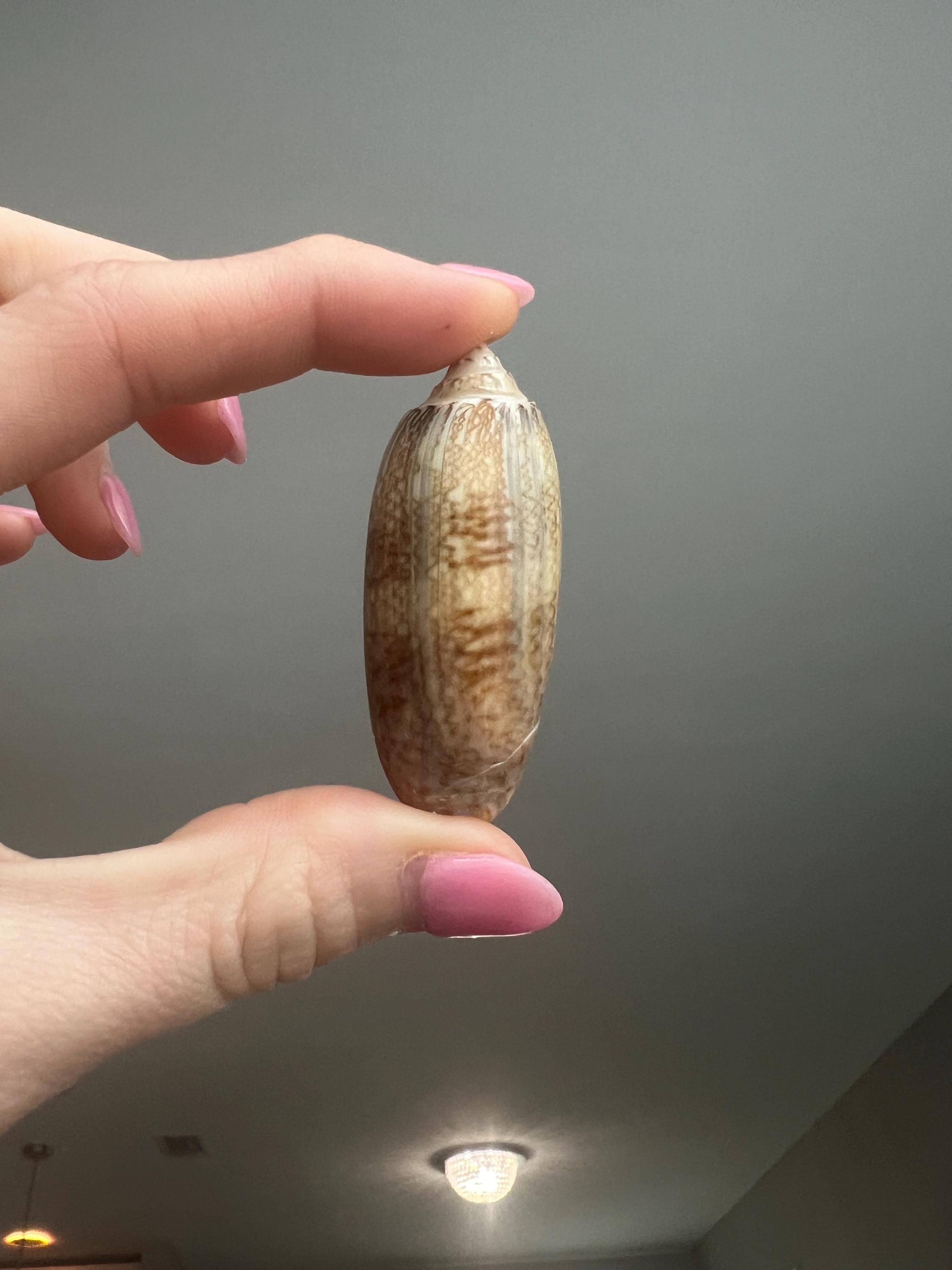 15 Lettered Olive Shells + Bonus Shell - Etsy