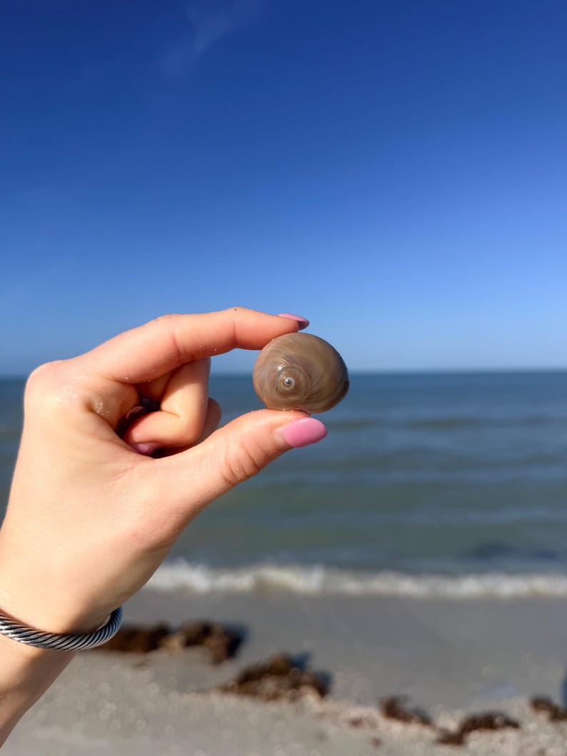 Shark Eye Moon Snail Shell + Bonus Shell - Etsy