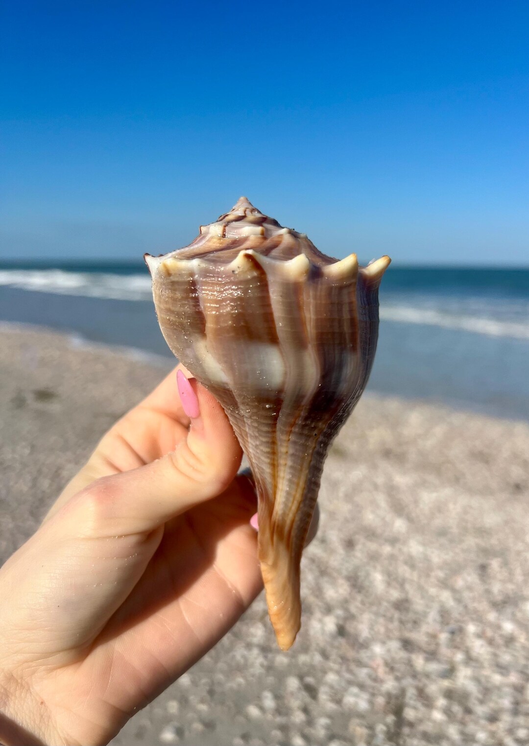 Lightning Whelk Shell + Bonus Shell - Etsy