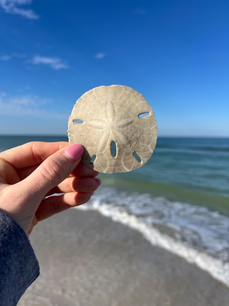 Florida Sand Dollars - Etsy