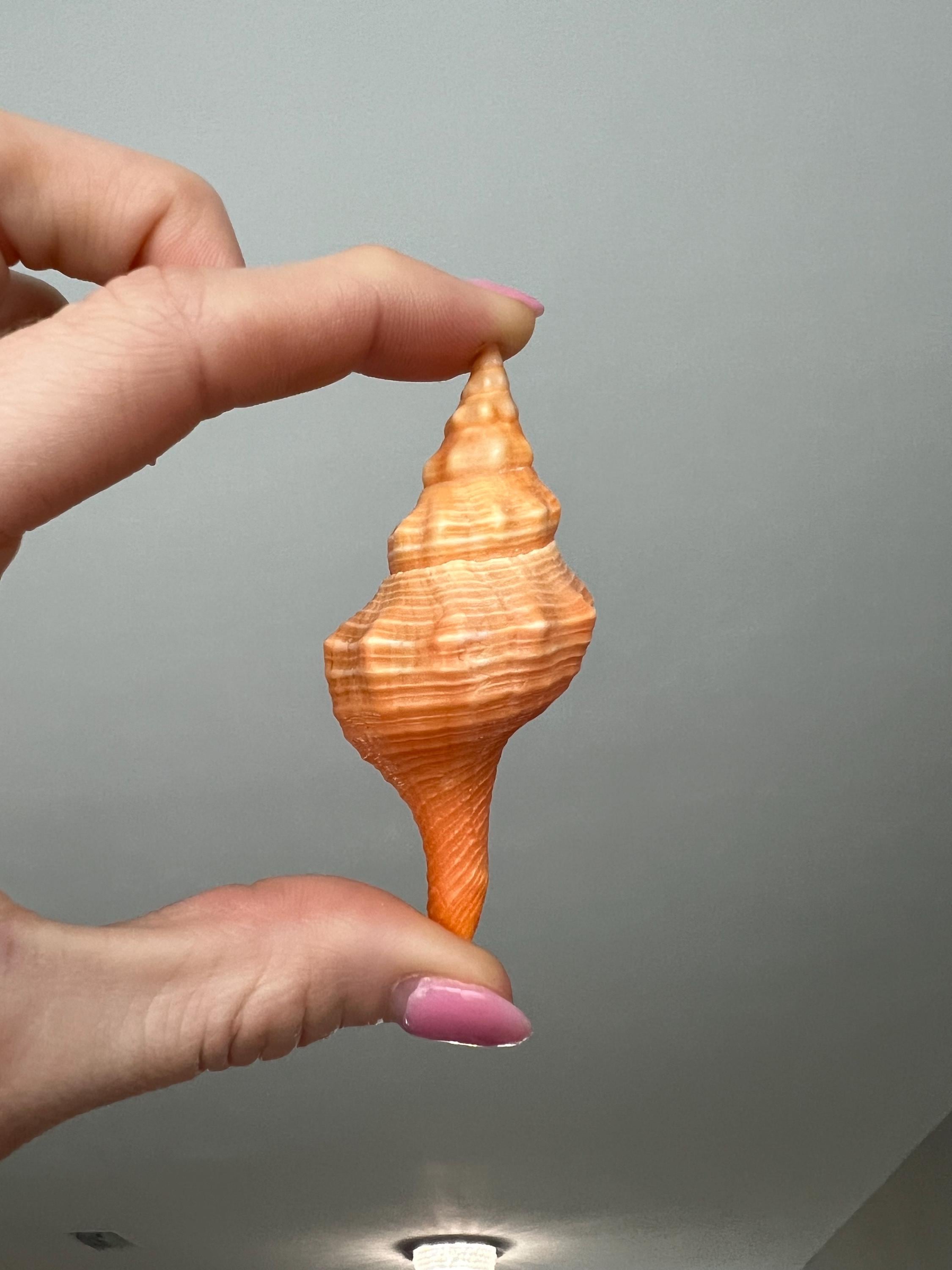 Horse Conch Shell + Bonus Shell - Etsy