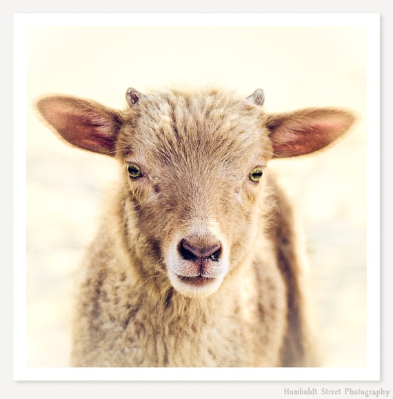 Little Lamb Baby Animal Photograph Cute Farm Animal Lamb | Etsy