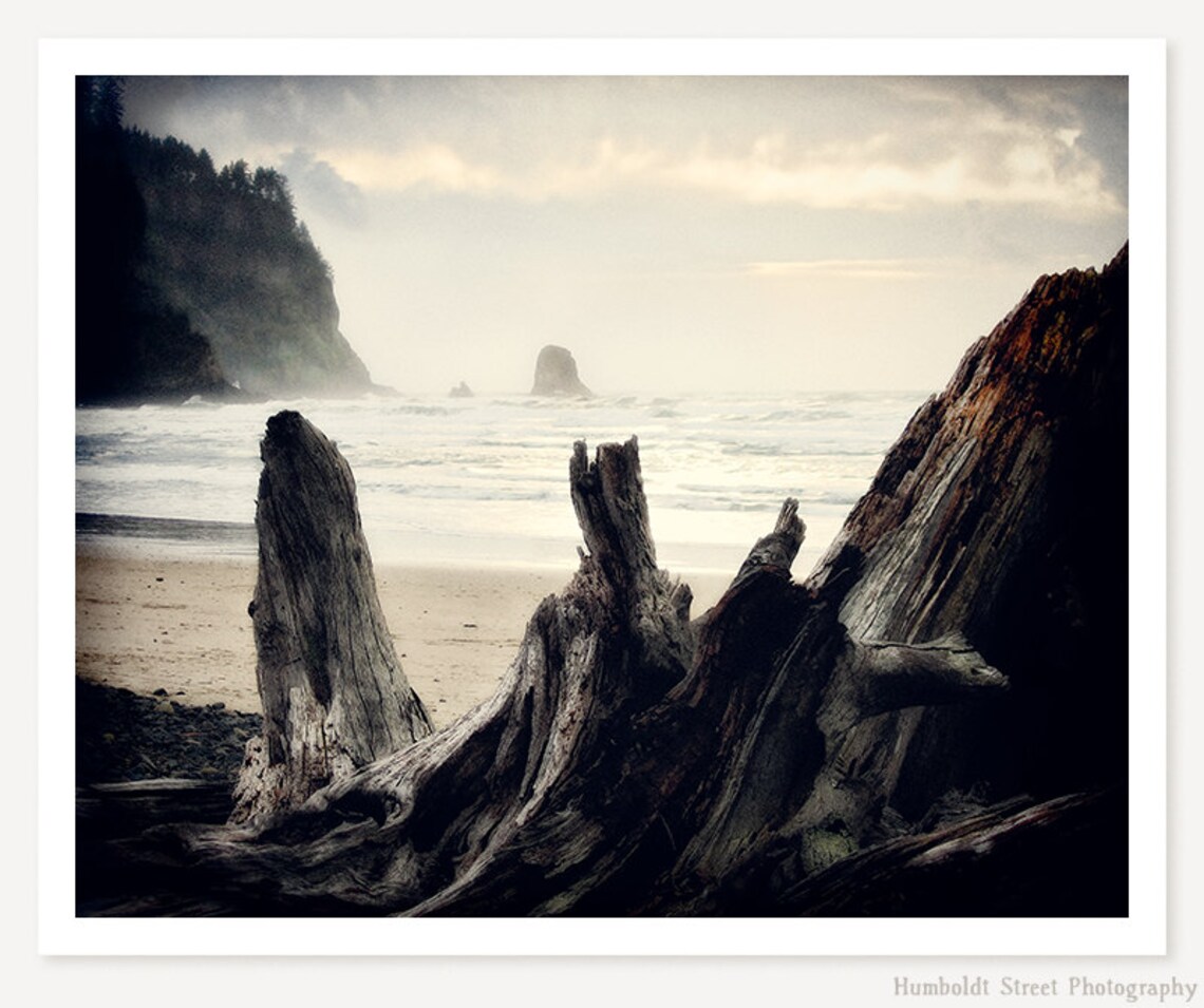 Drift Ashore Nature Photography Beach Photograph Ocean | Etsy
