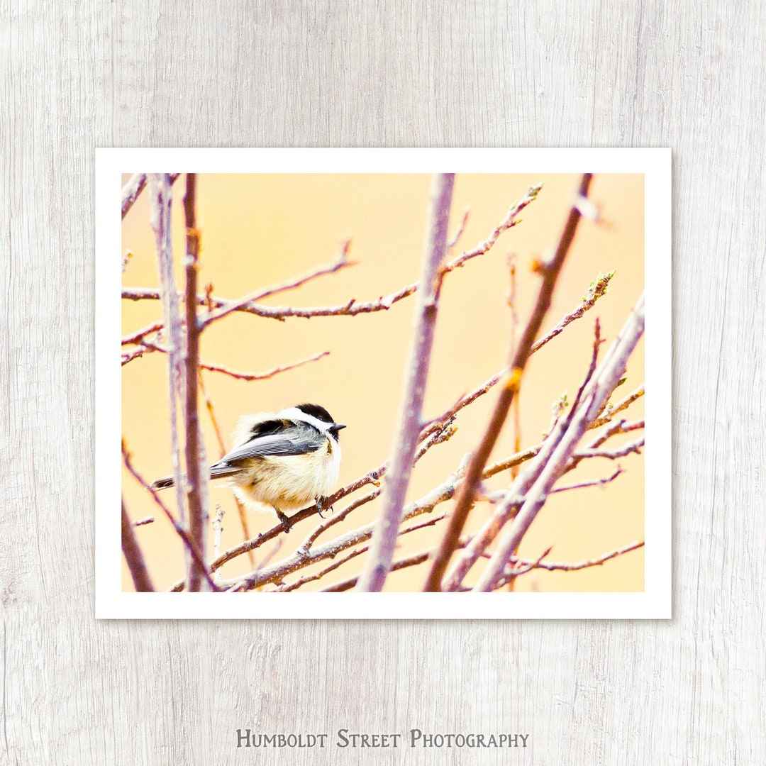 Fluff - Bird Photo Print - Chickadee Photograph - Spring Nature ...