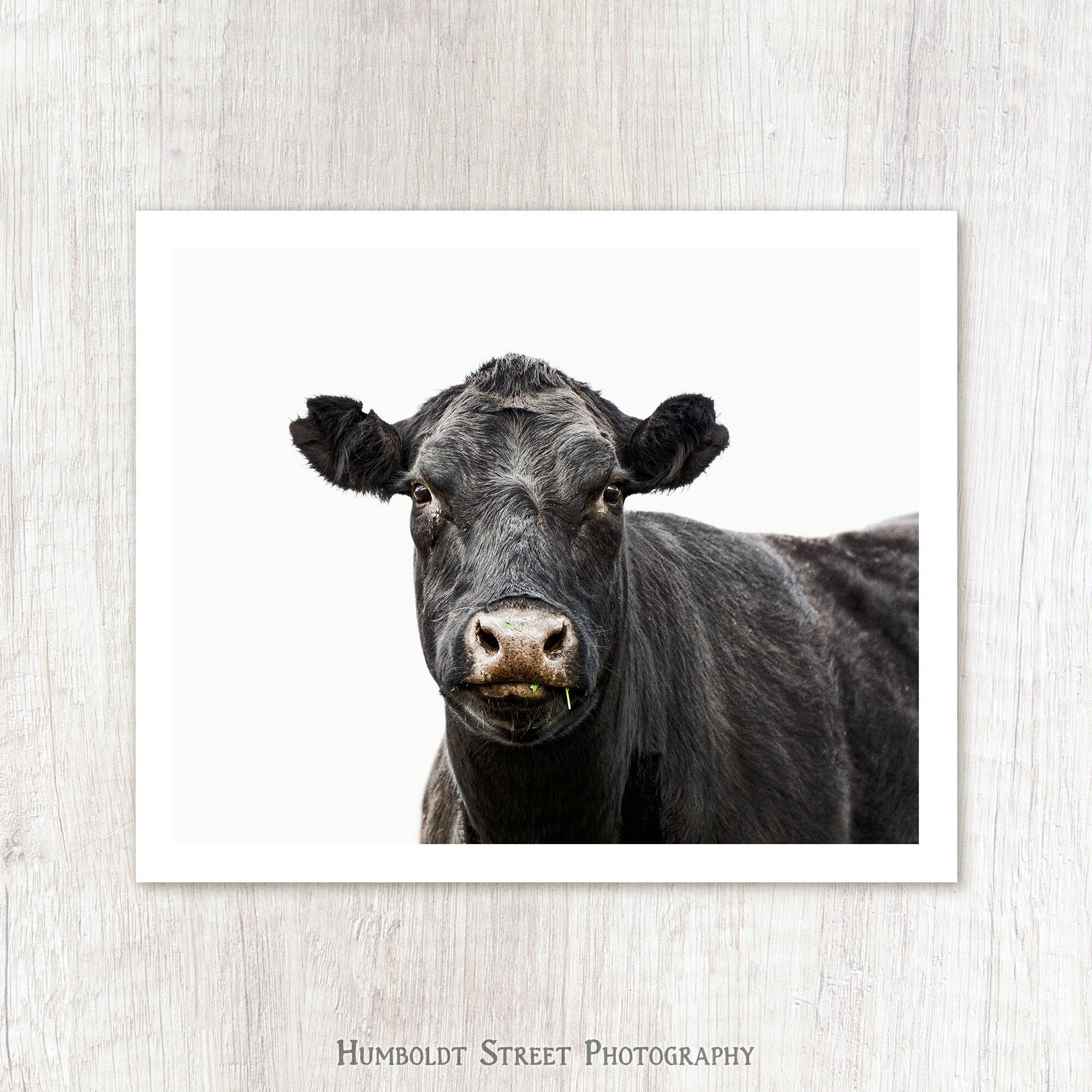 Cow Cow Art Photograph Animal Photography Farm Art Print Animal ...