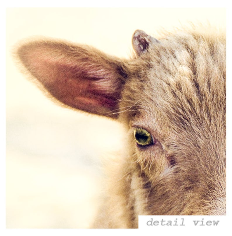 Little Lamb Baby Animal Photograph Cute Farm Animal Lamb | Etsy