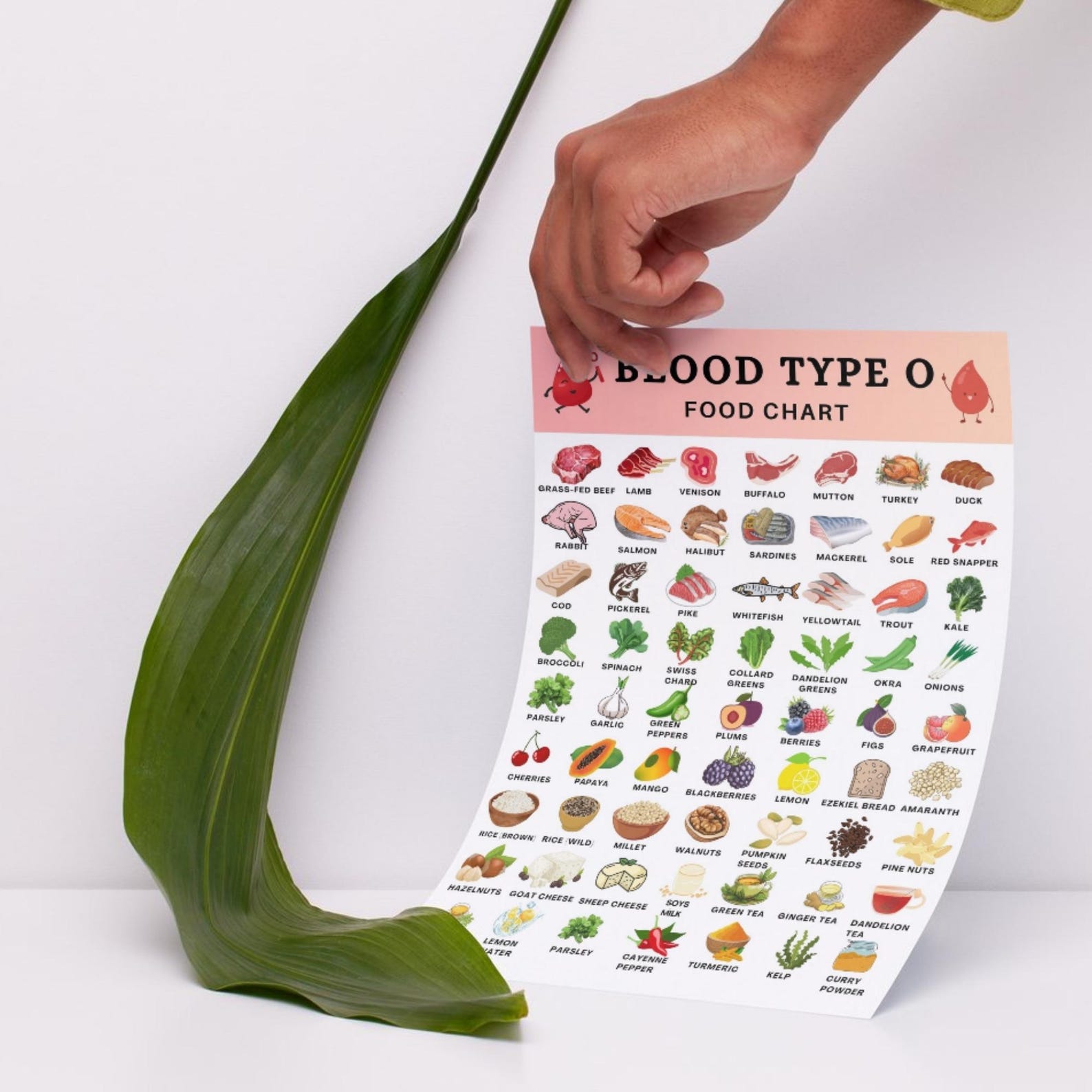 Blood Type O Food List, Blood Group O Chart, Food Choices for Blood ...