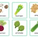 Vegetable Flashcards for Kids Printable Healthy Food Cards Preschool ...