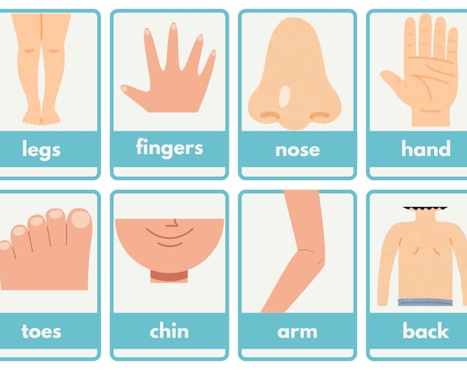Body Parts Flashcards for Kids Printable Human Body Learning Cards ...