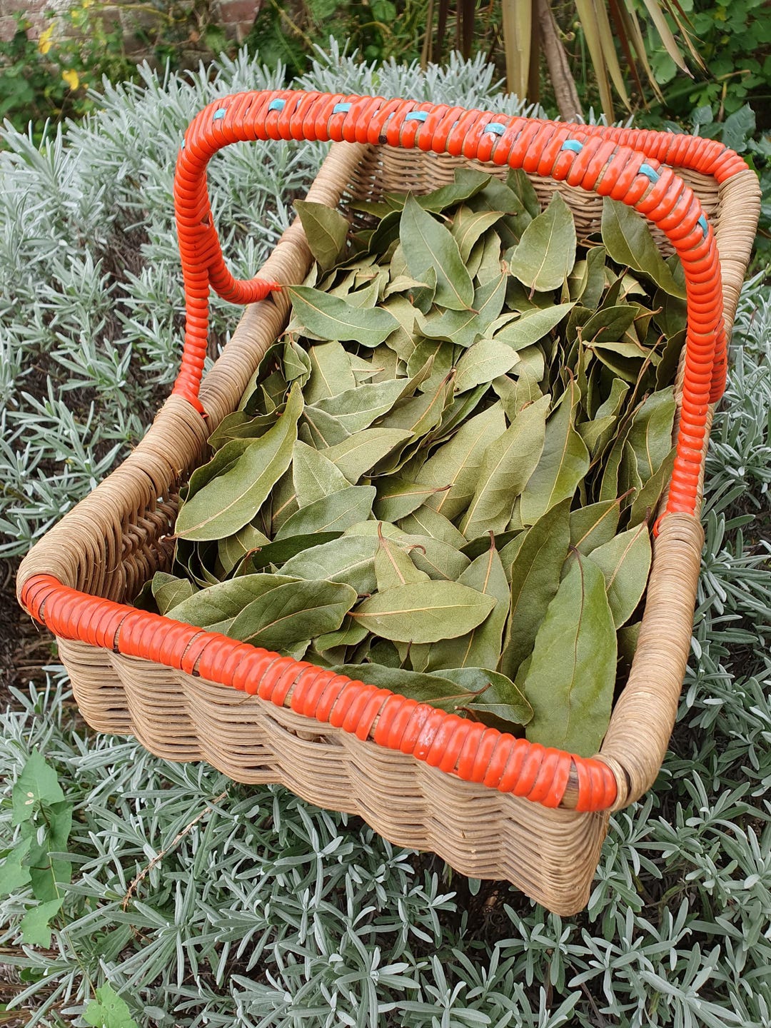 Feuilles de laurier laurus nobilis sachet de 100 grammes de marinade ...
