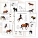 Horses Unit Study: Anatomy, Life Cycle & Breeds (homeschool Printable ...