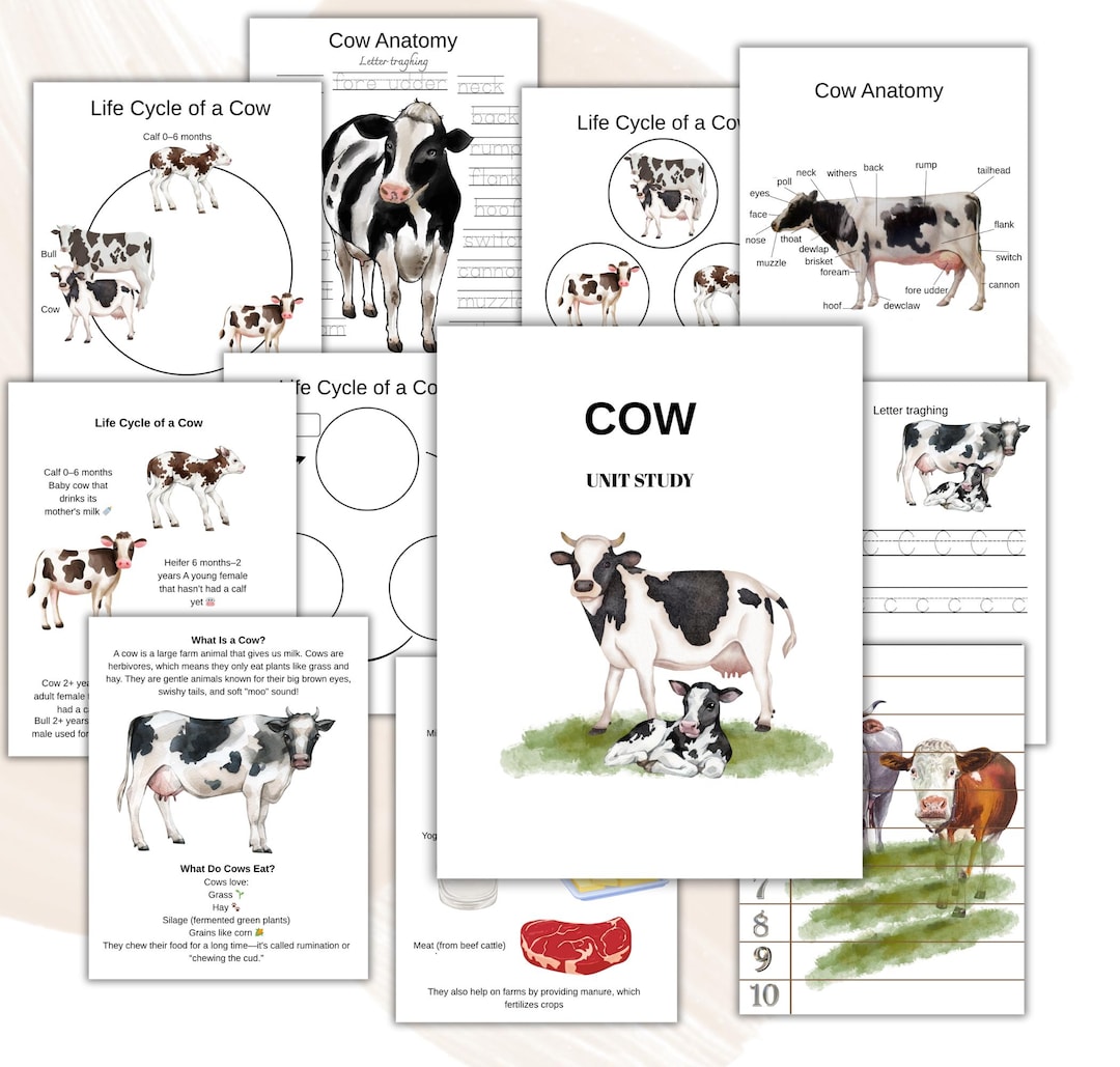 Cows Unit Study: Cattle Life Cycle, Anatomy, Homeschool Printable ...