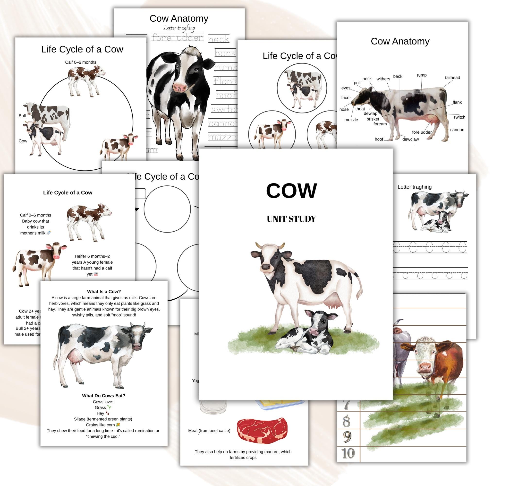 Cows Unit Study: Cattle Life Cycle, Anatomy, Homeschool Printable ...