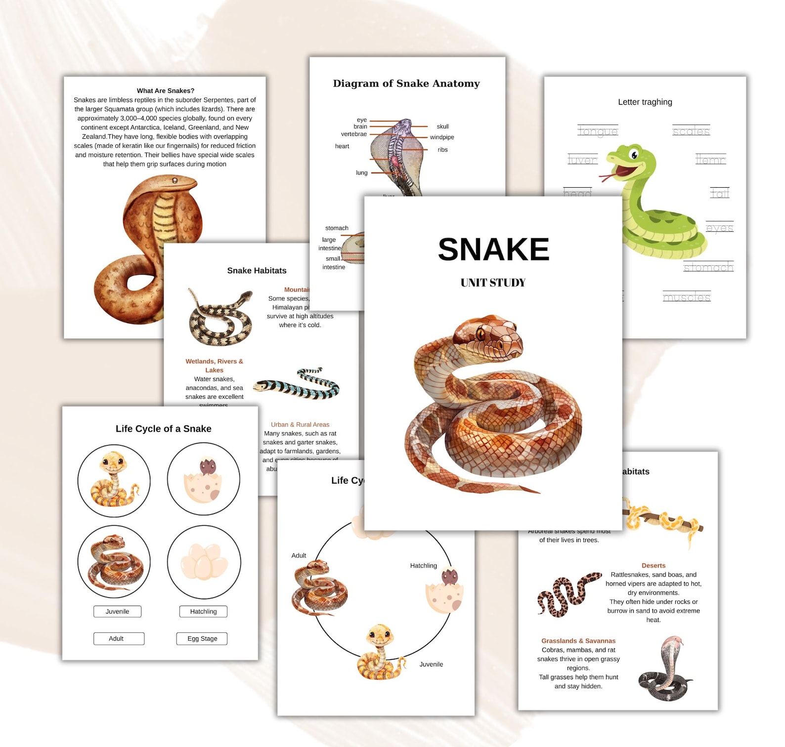 SNAKE Unit Study, Nature Study, Science, Homeschool, Montessori, Life ...
