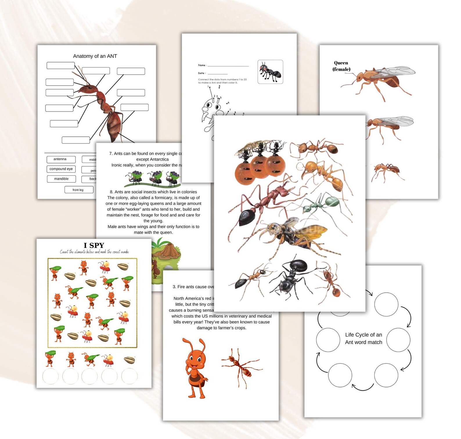 ANT, Unit Study, Life Cycle, Anatomy, Nature Study, Science, Homeschool ...