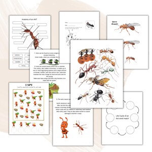 ANT, Unit Study, Life Cycle, Anatomy, Nature Study, Science, Homeschool ...