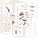 ANT, Unit Study, Life Cycle, Anatomy, Nature Study, Science, Homeschool ...