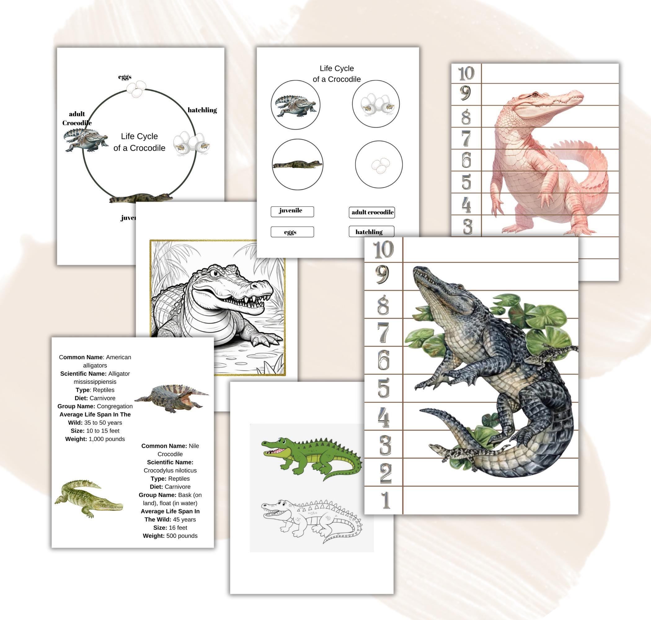 CROCODILE Unit Study, Life Cycle, Anatomy, Nature Study, Science ...