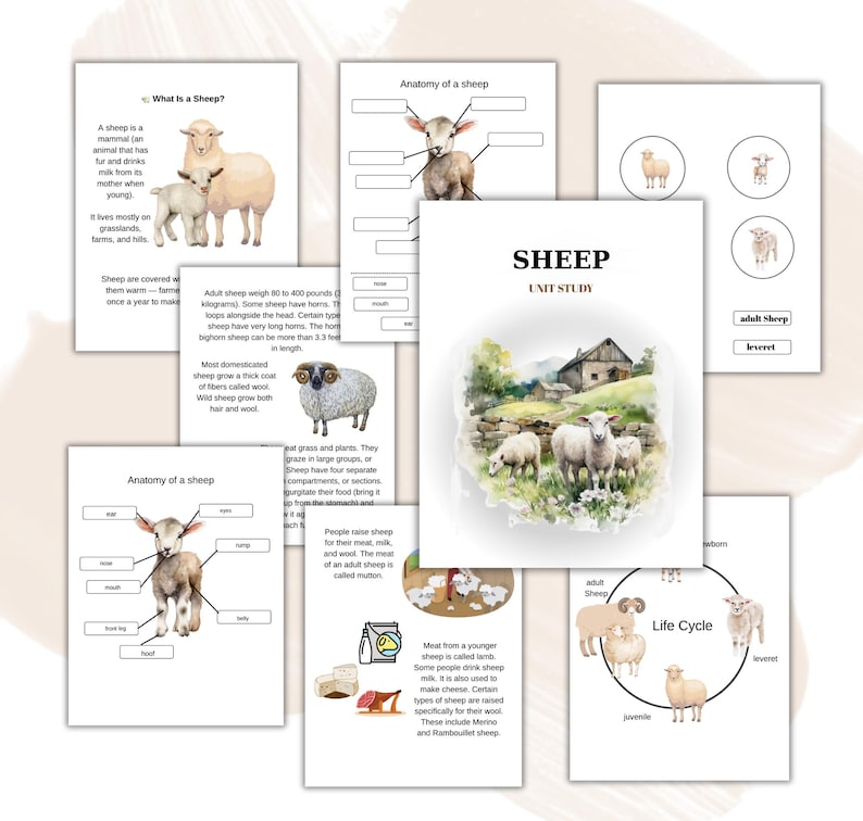 Sheep Unit Study, Life Cycle, Anatomy, Nature Study, Science ...