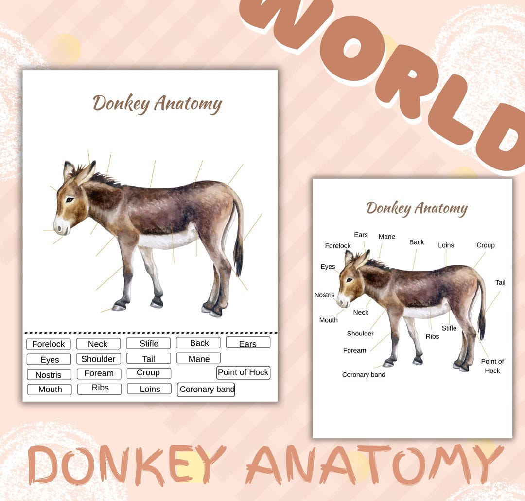 DONKEY Anatomy, Life Cycle , Printable, Homeschool Unit - Etsy