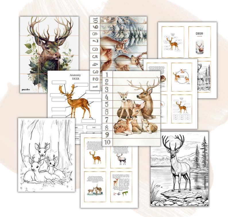 DEER Unit Study, Life Cycle, Anatomy, Nature Study, Science, Homeschool ...