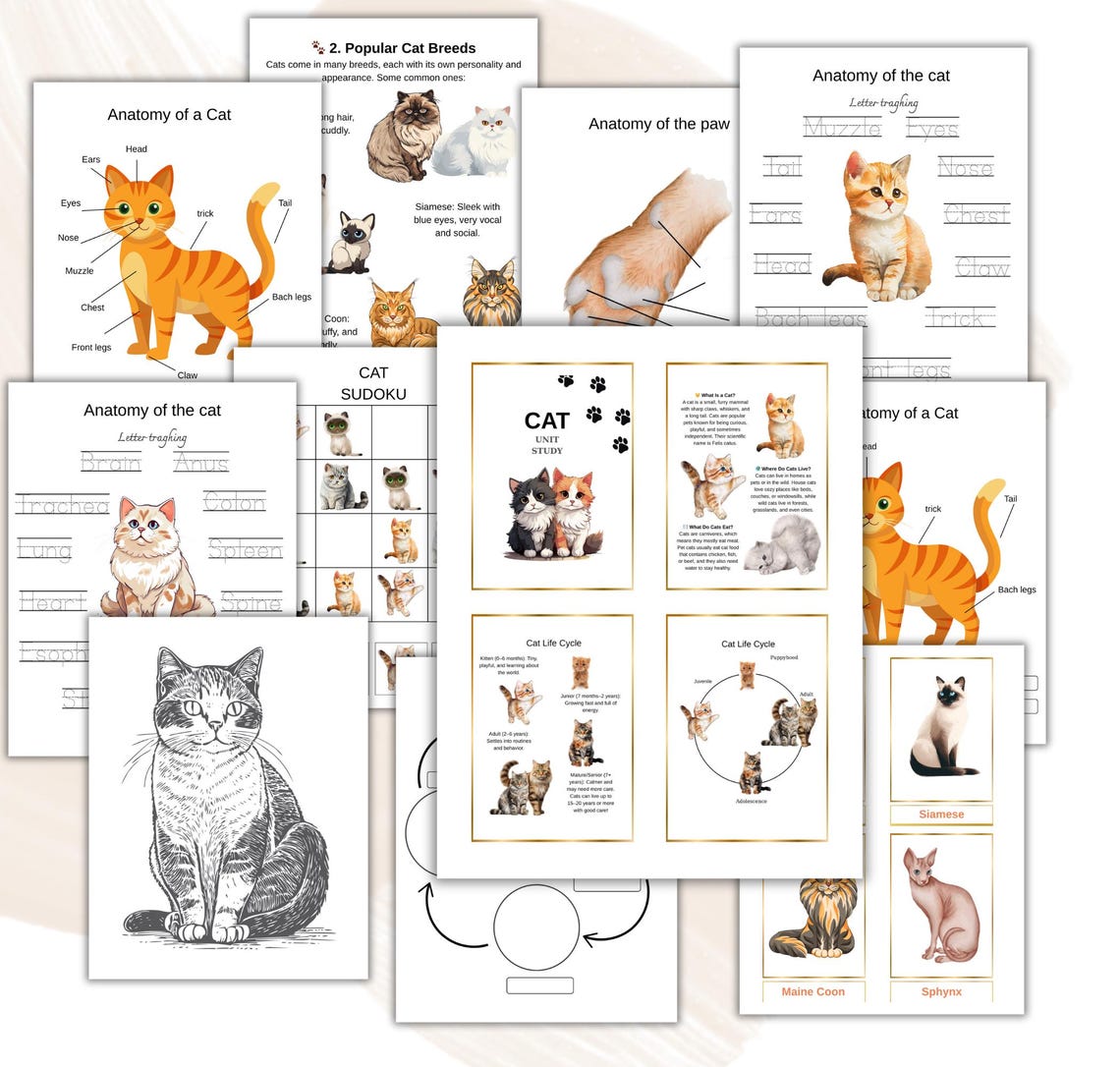CAT Unit Study: Anatomy, Life Cycle, Homeschool Printable (digital ...