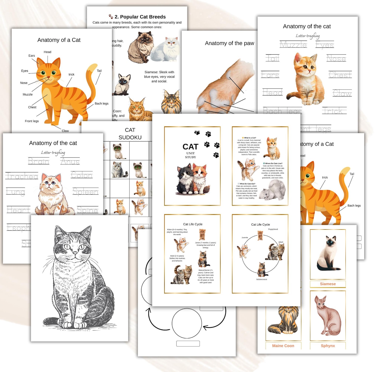 CAT Unit Study: Anatomy, Life Cycle, Homeschool Printable (digital ...