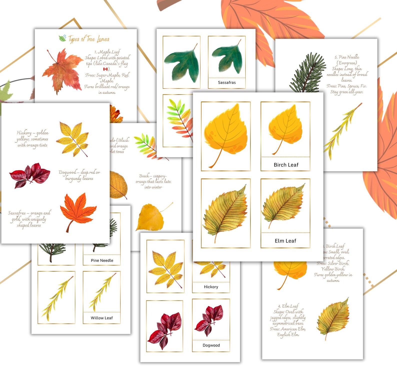 Autumn Leaves Montessori Cards: Printable Flashcards (editable PDF) - Etsy