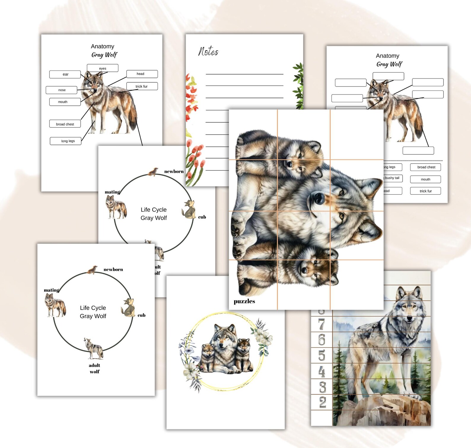 Wolf Unit Study: Life Cycle, Anatomy, Homeschool Printable (instant ...