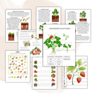 STRAWBERRIES Unit Study, Life Cycle, Science, Handwriting, Homeschool ...