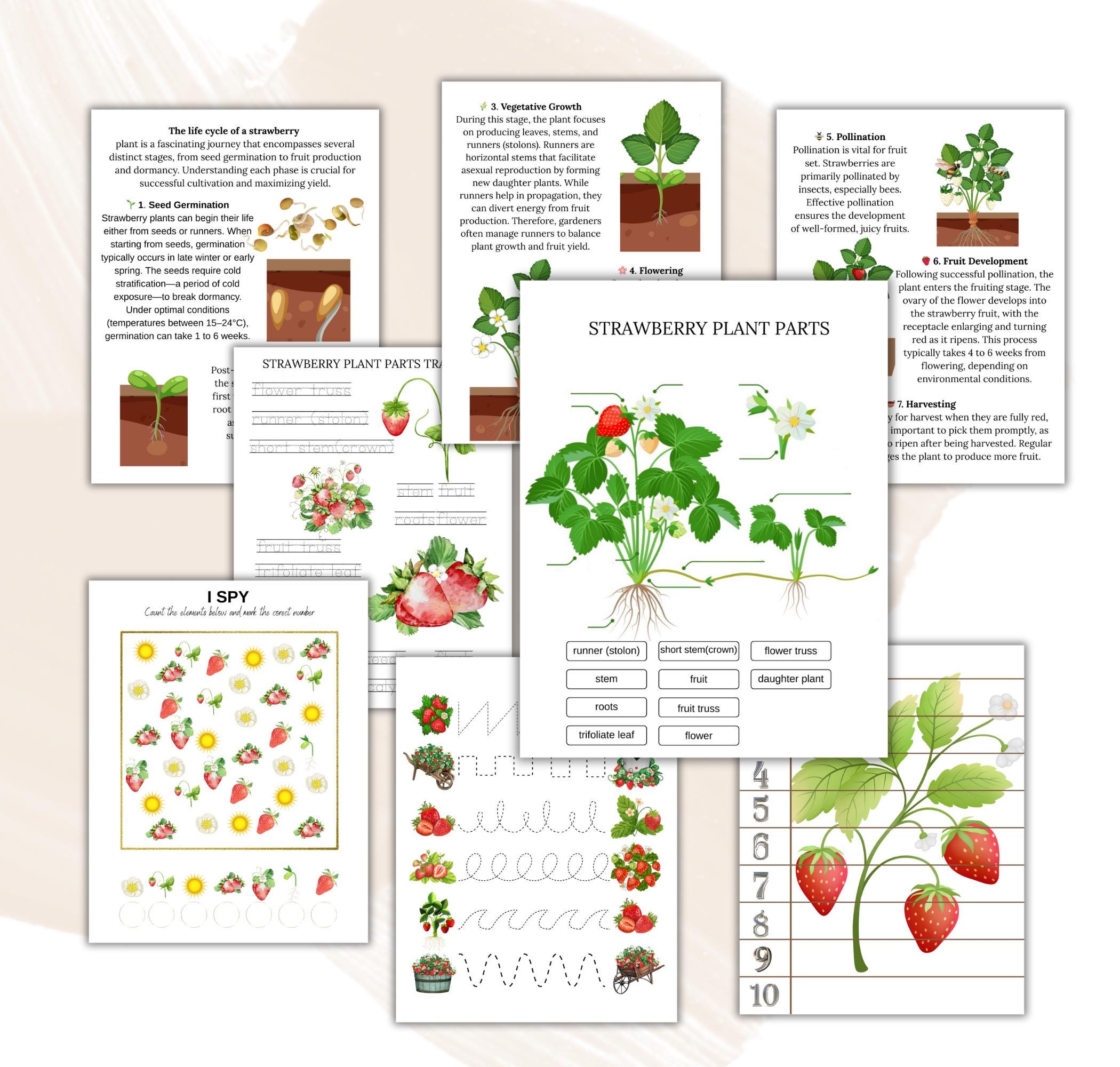 STRAWBERRIES Unit Study, Life Cycle, Science, Handwriting, Homeschool ...