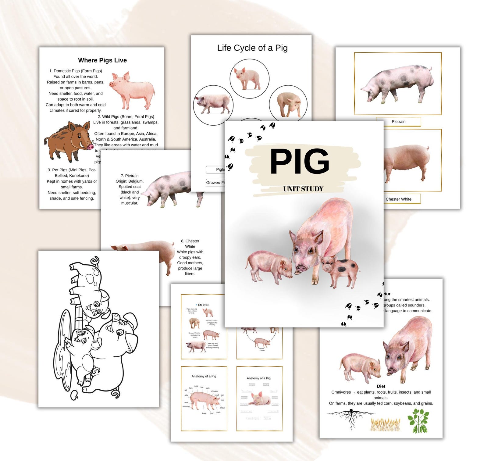 PIG Unit Study , Life Cycle, Anatomy, Science, Homeschool Printable ...