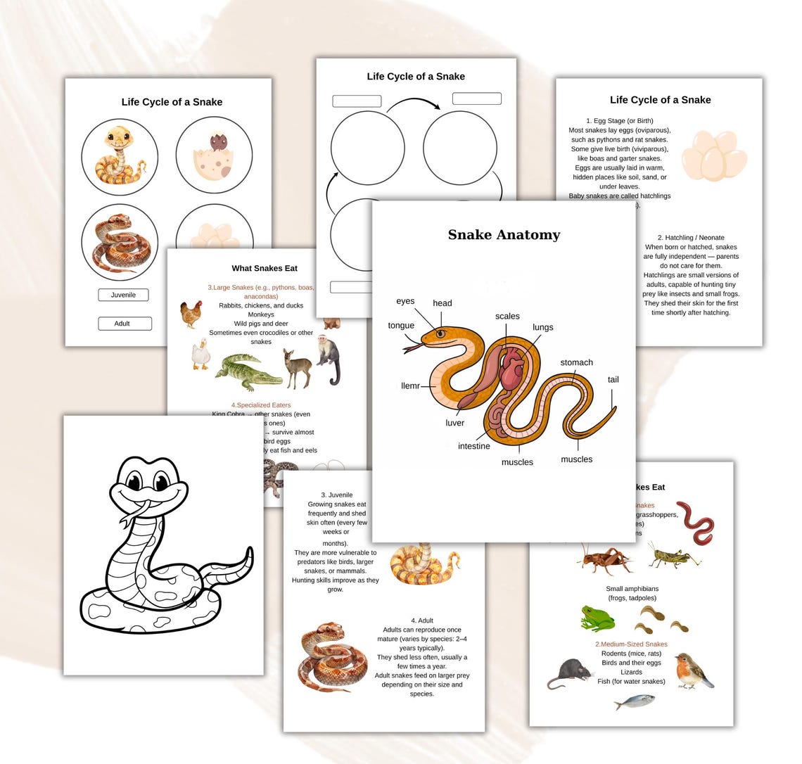 SNAKE Unit Study, Nature Study, Science, Homeschool, Montessori, Life ...