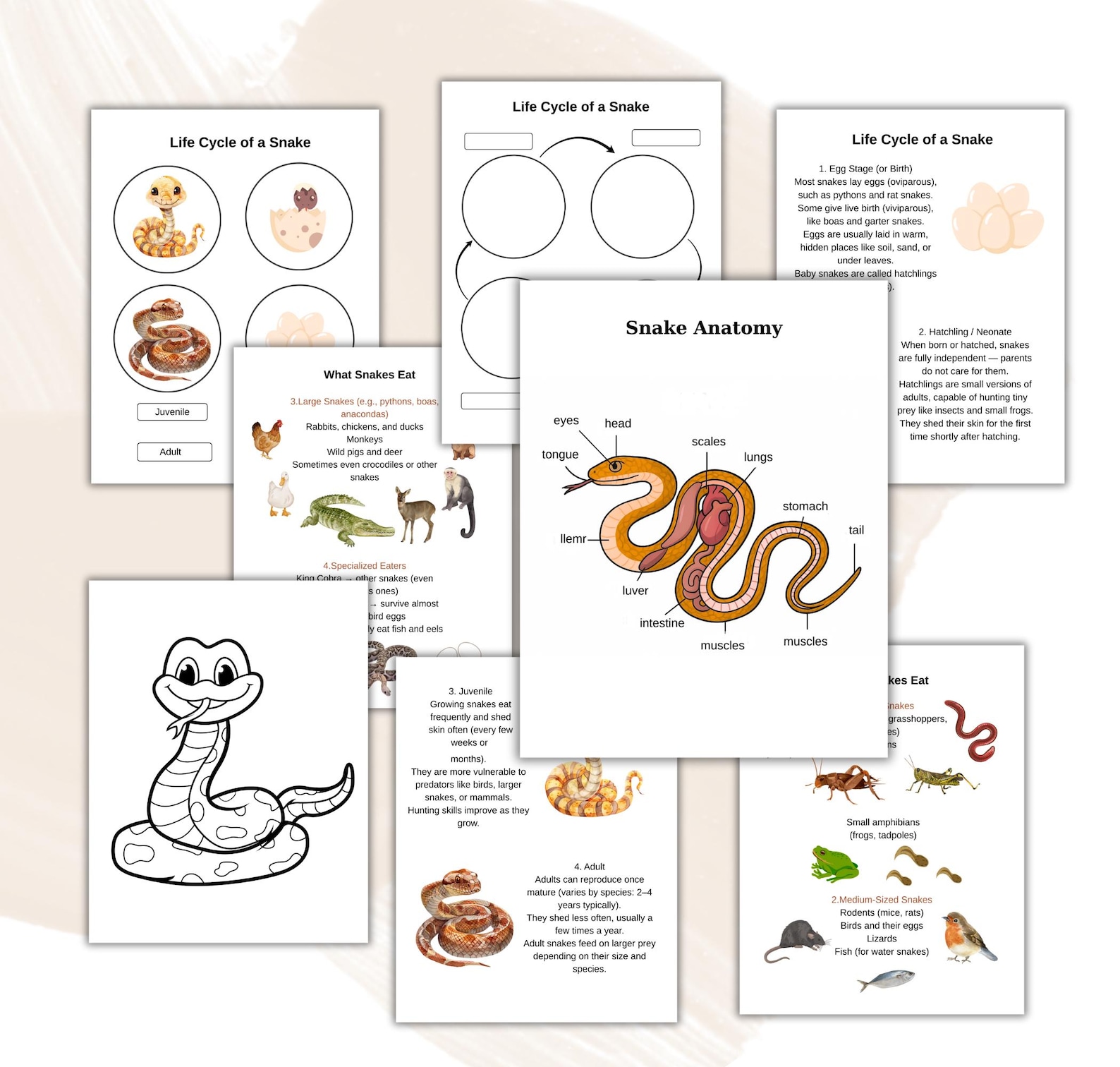 SNAKE Unit Study, Nature Study, Science, Homeschool, Montessori, Life ...