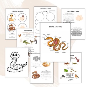 SNAKE Unit Study, Nature Study, Science, Homeschool, Montessori, Life ...