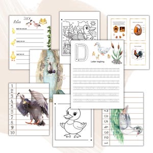 Duck Unit Study: Life Cycle, Anatomy, Homeschool Printable (instant ...