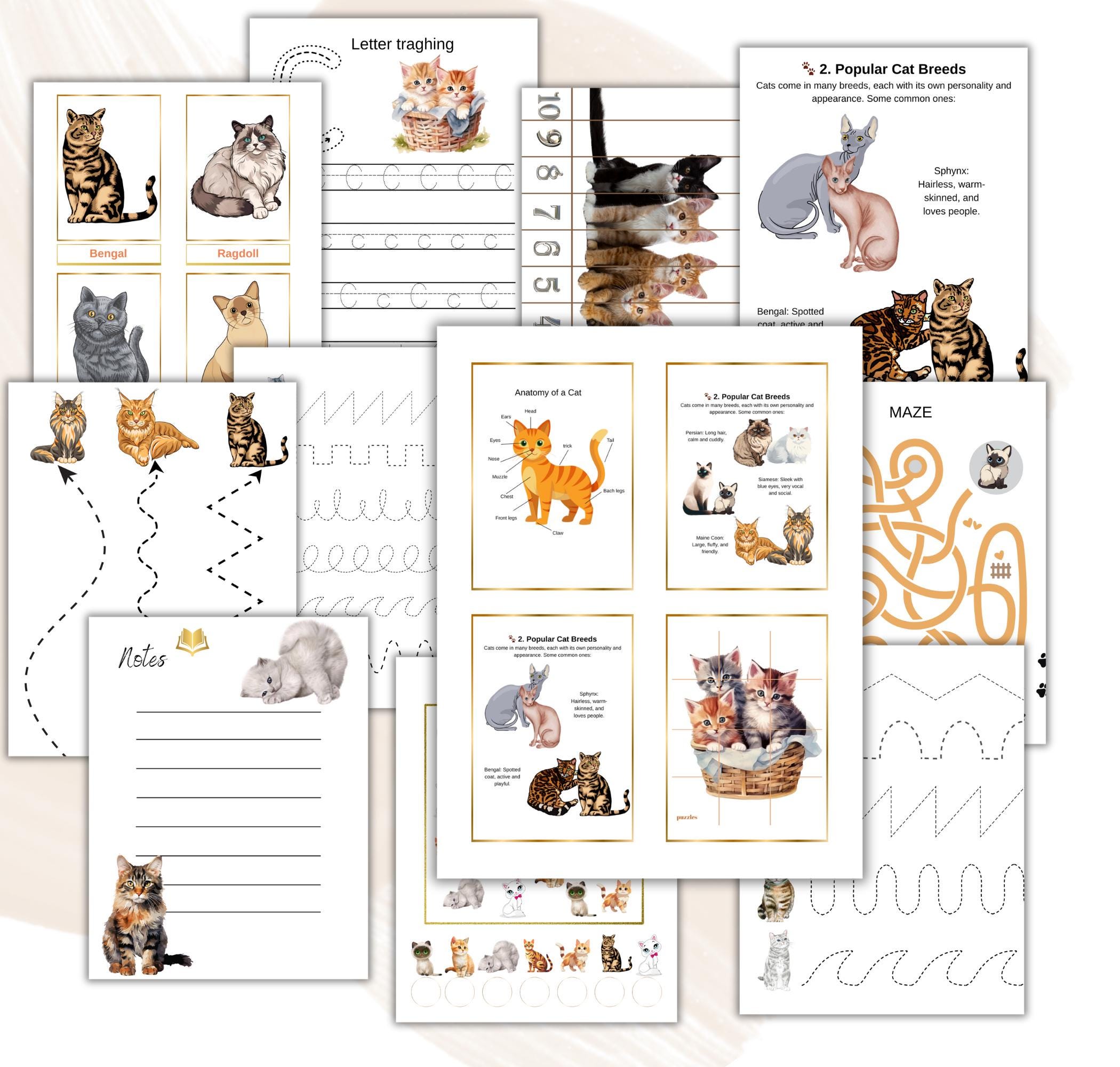 CAT Unit Study: Anatomy, Life Cycle, Homeschool Printable (digital ...