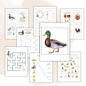 Duck Unit Study: Life Cycle, Anatomy, Homeschool Printable (instant ...
