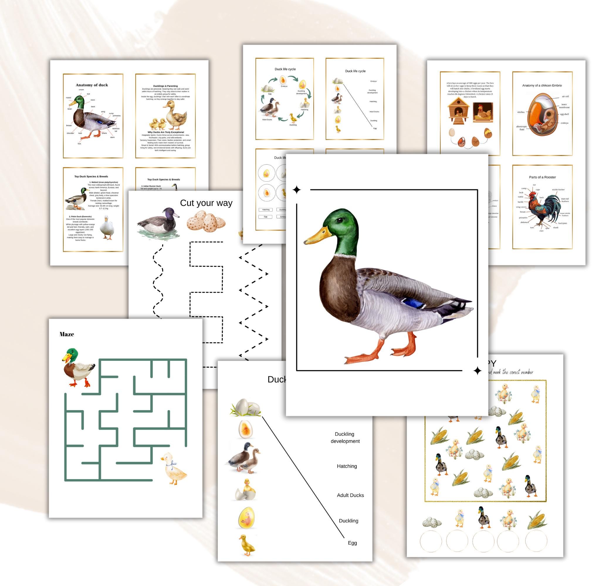 Duck Unit Study: Life Cycle, Anatomy, Homeschool Printable (instant ...