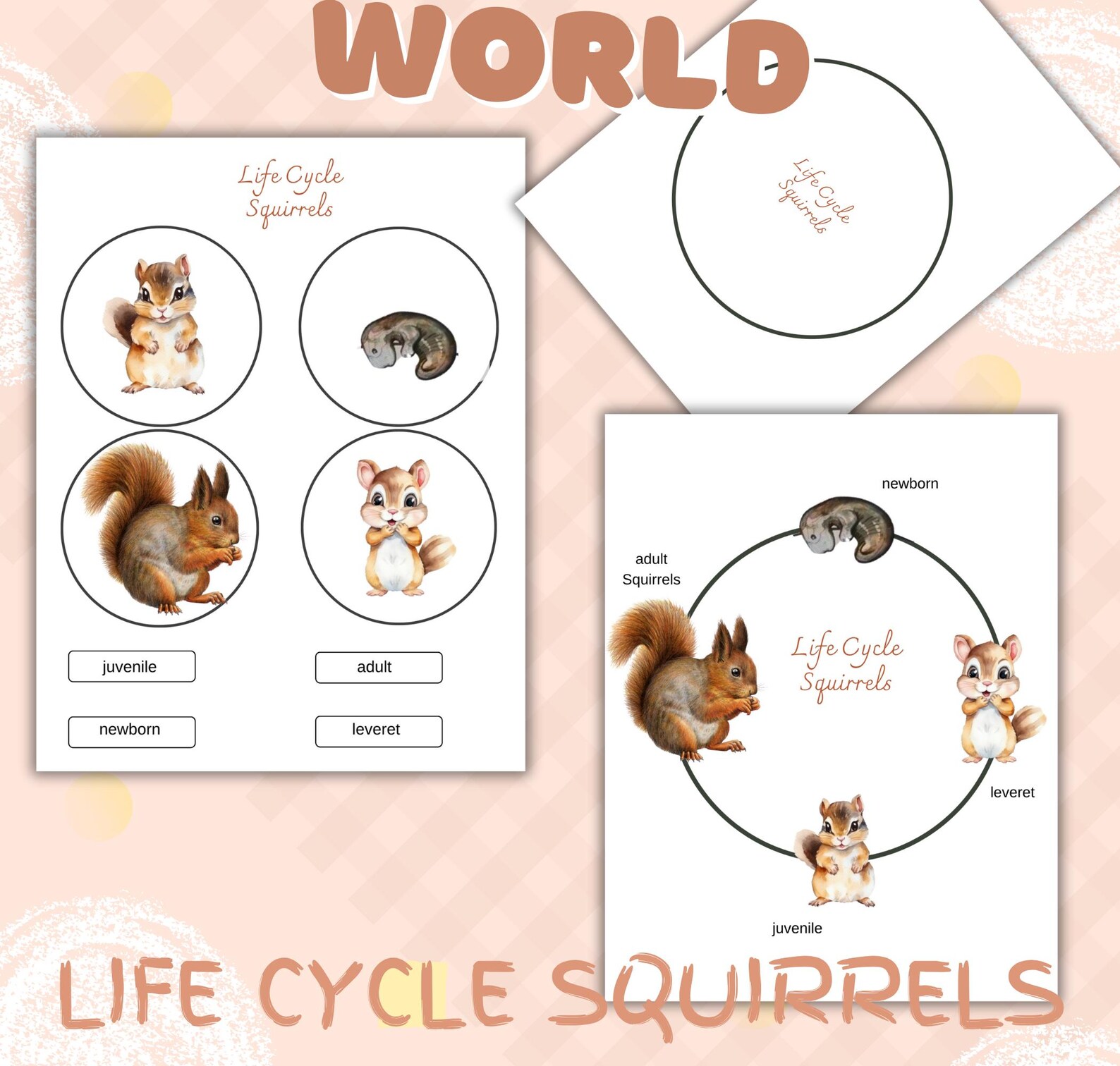 SQUIRRELS Anatomy, Life Cycle , Printable, Homeschool Unit - Etsy