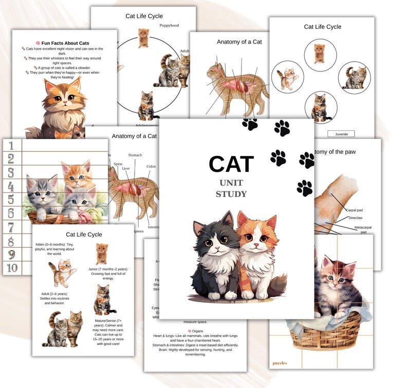 CAT Unit Study: Anatomy, Life Cycle, Homeschool Printable (digital ...