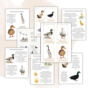 Duck Unit Study: Life Cycle, Anatomy, Homeschool Printable (instant ...